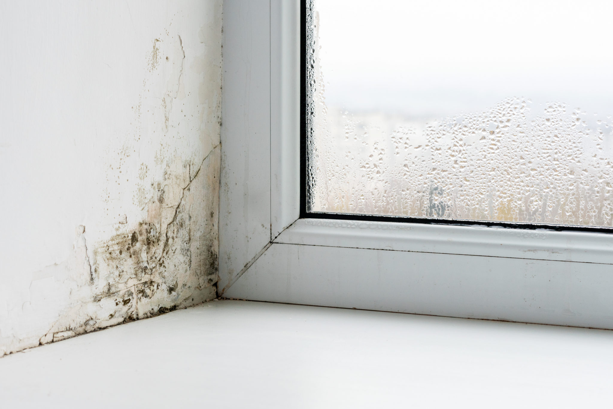 Condensation, Damp or Mould? Winter House Problems Explained